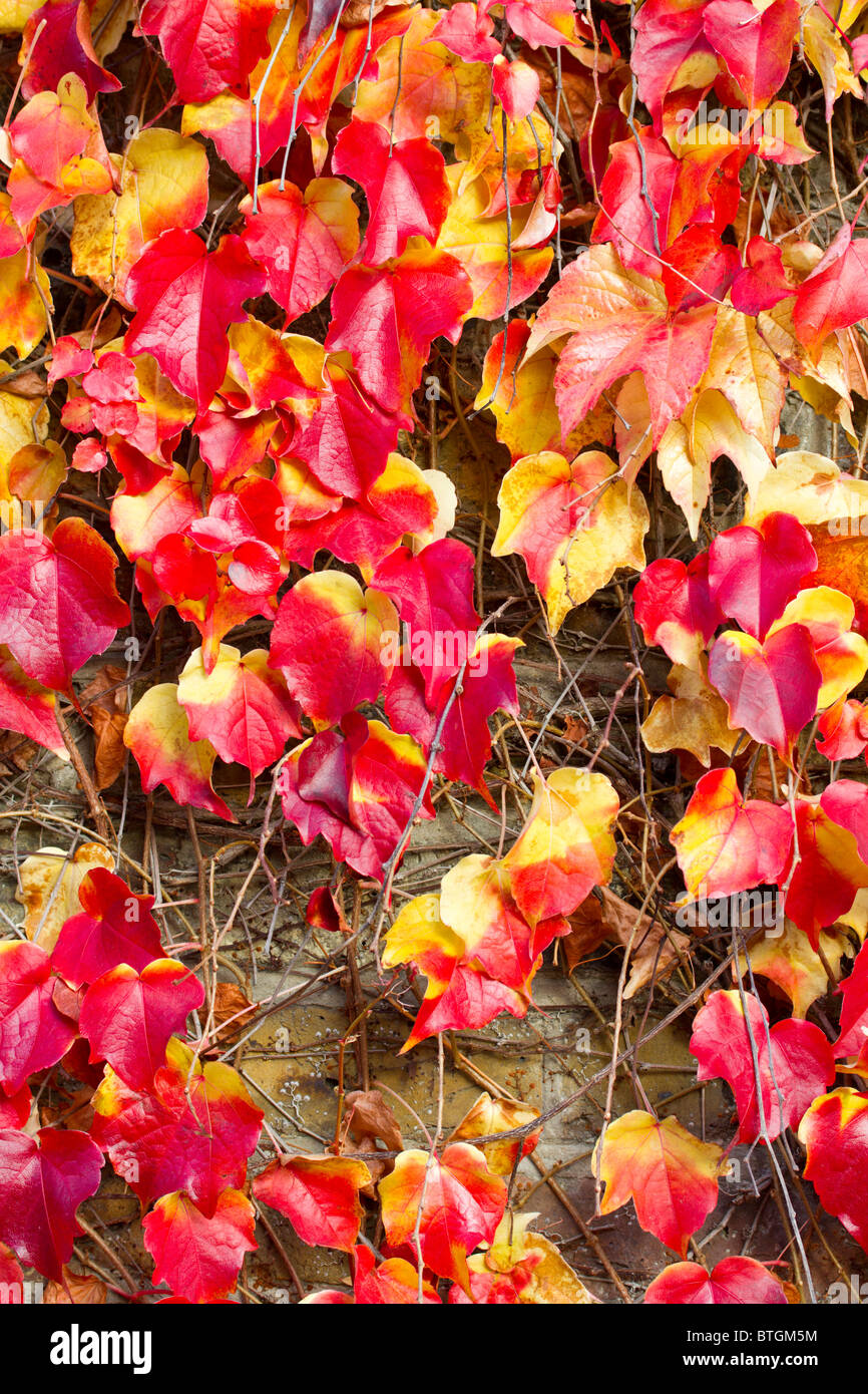 Grape ivy hi-res stock photography and images - Alamy