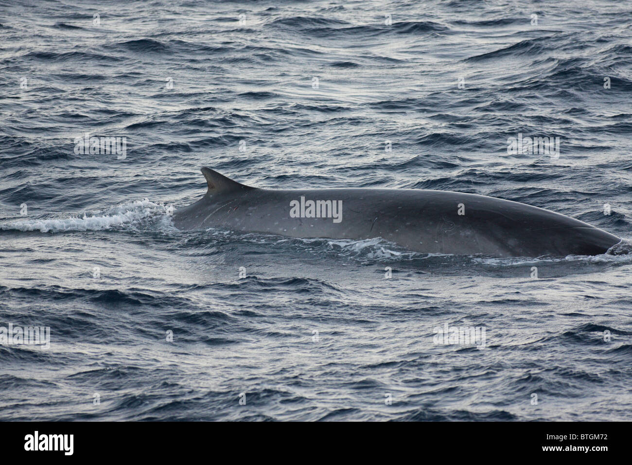 whale surfacing showing dorsal fin Stock Photo - Alamy