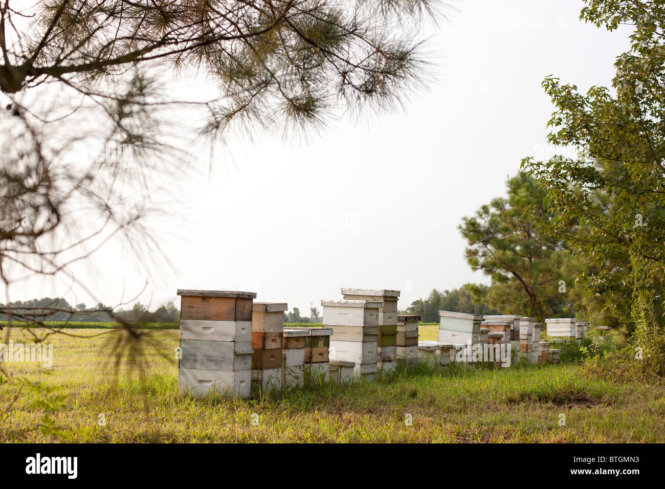 An apiary on farmland in Georgia, USA Stock Photo - Alamy