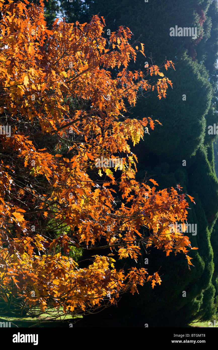 Autumn colours, Westonbirt Arboretum, the Cotswolds Stock Photo - Alamy