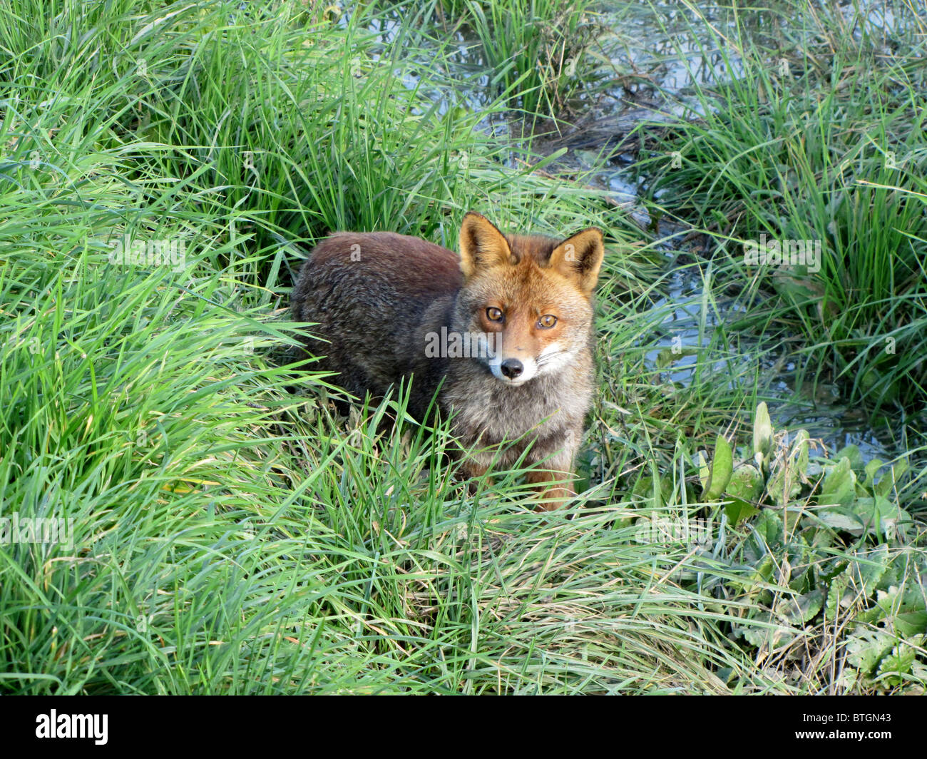 Red fox (Vulpes vulpes), the largest of the true foxes Stock Photo - Alamy