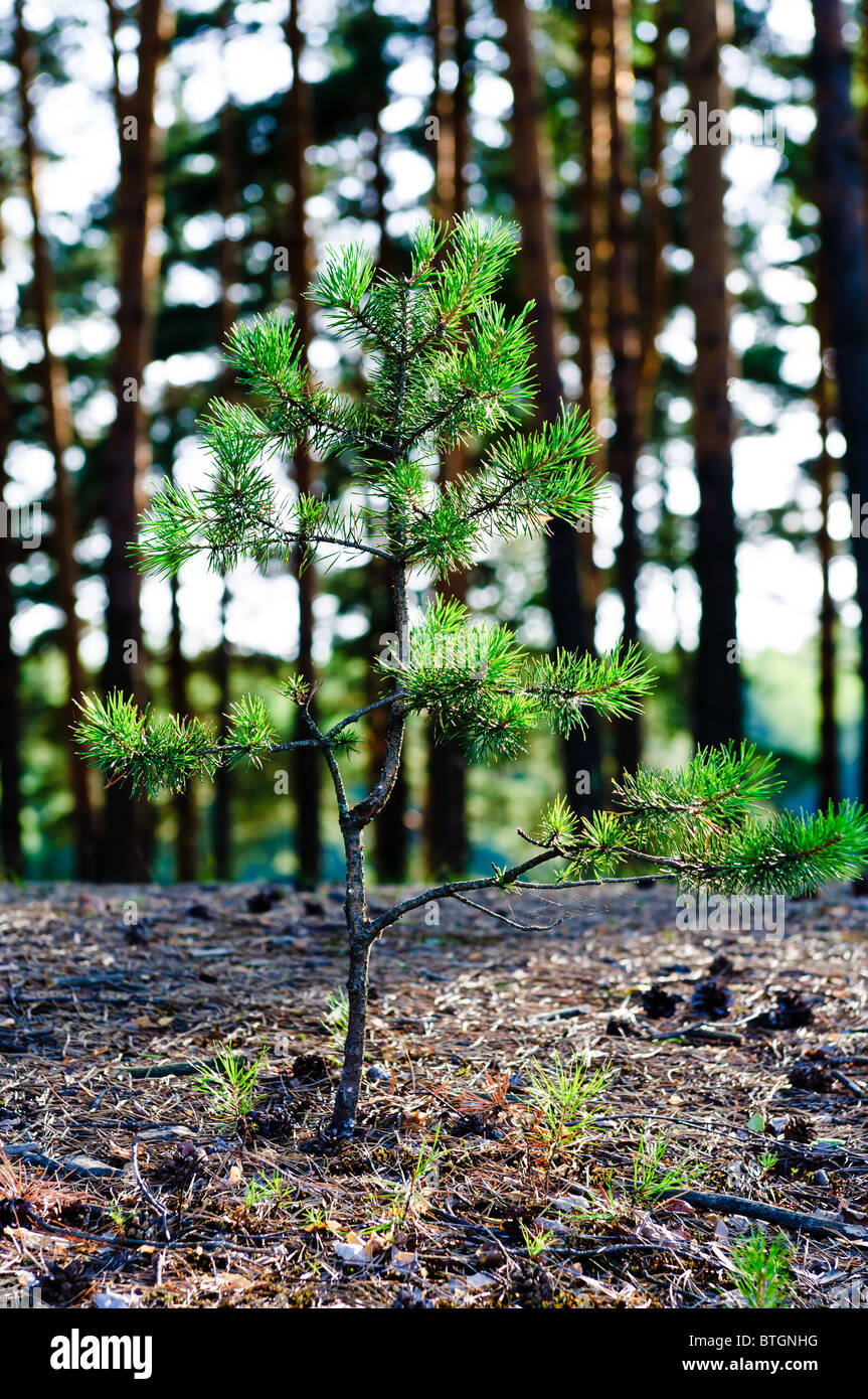 Tree germ hi-res stock photography and images - Alamy