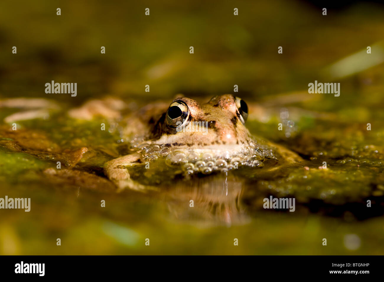 Close up Pool Frog creating air bubbles in the water close to mouth ...