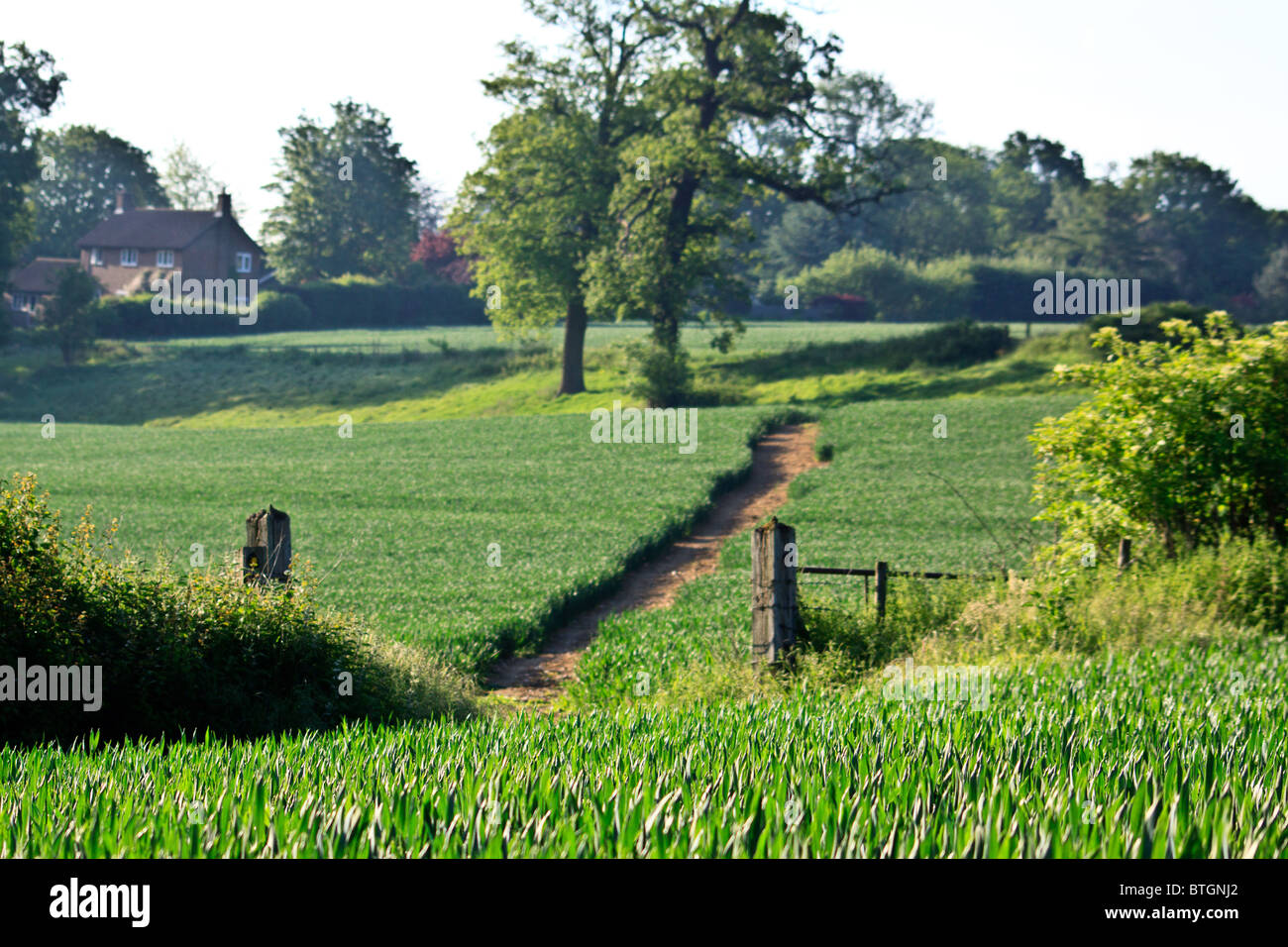 Footpath through a field of wheat Stock Photo - Alamy