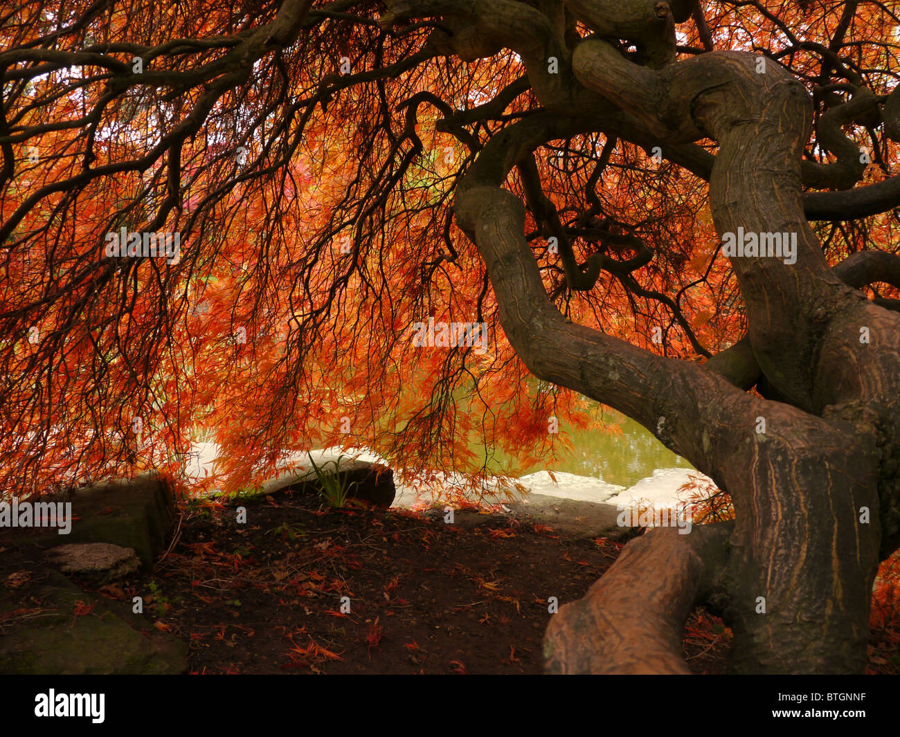 Autumn colour under a Maple tree, Cliveden Country Estate, Bucks, UK ...