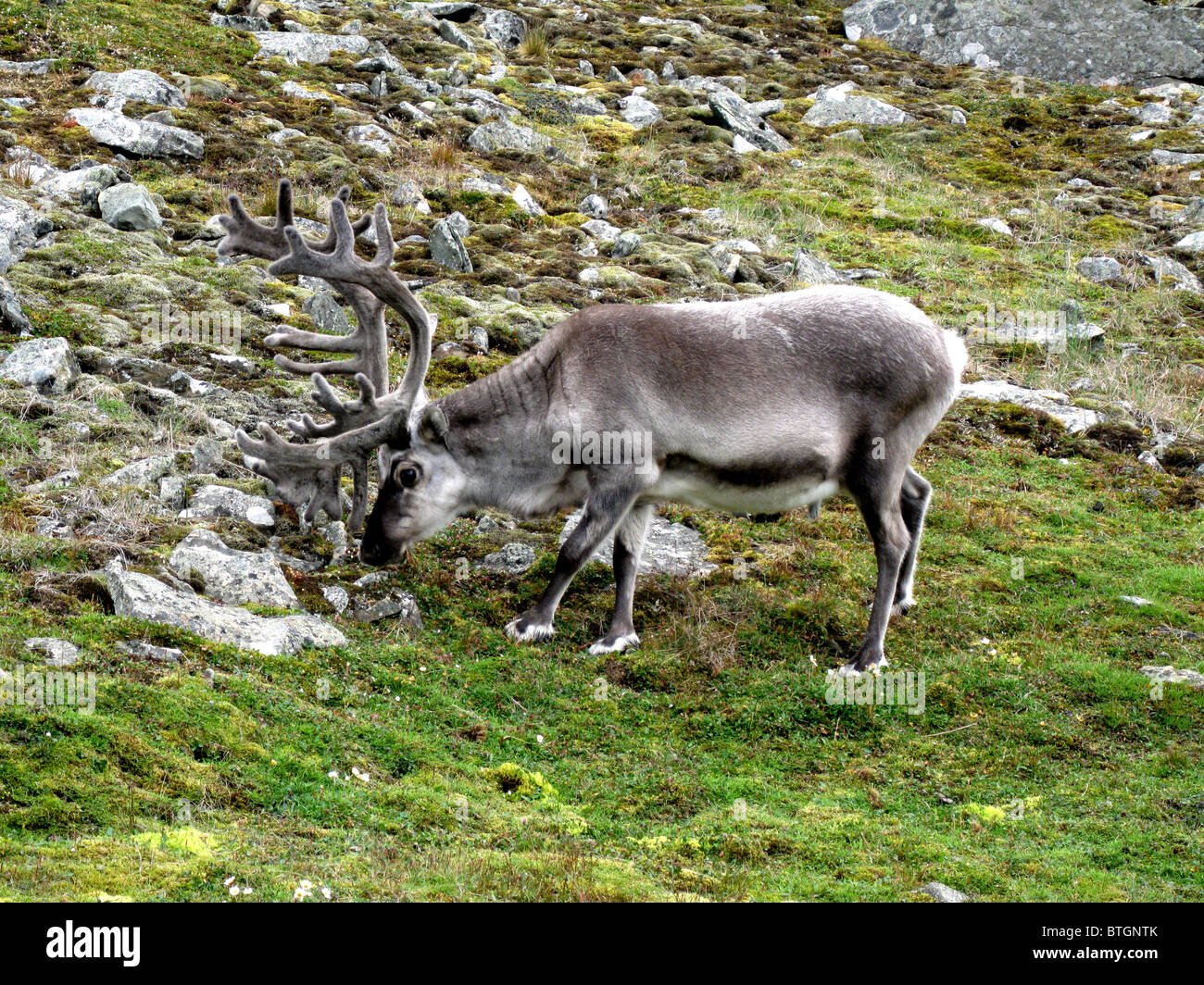 Svalbard reindeer rangifer tarandus hi-res stock photography and images ...