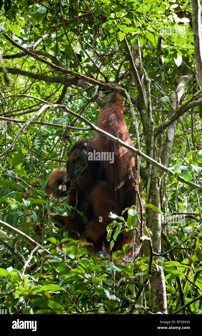 Giant male orangutan (Pongo pygmeaus) chewing on a twig the forest at ...