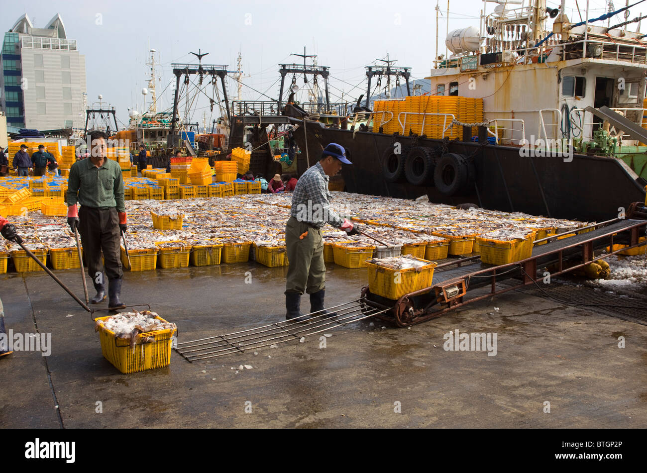 Squid being Landed in crates at the port in Busan South Korea Stock ...