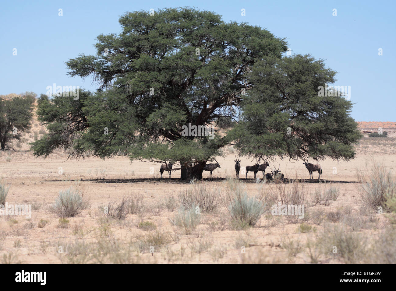 Shade animals hi-res stock photography and images - Alamy