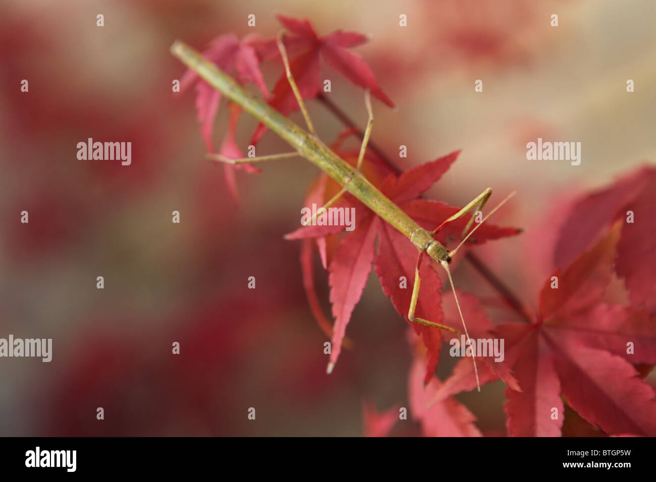 Stick Insect on a Red Japanese Maple (acer) Tree Stock Photo - Alamy