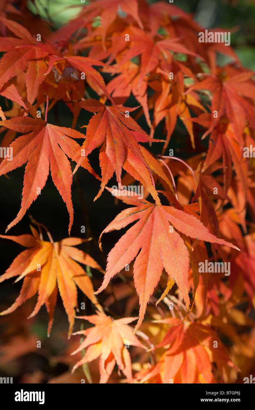 Autumn leaves in the National Japanese Maple Collection - Westonbirt ...