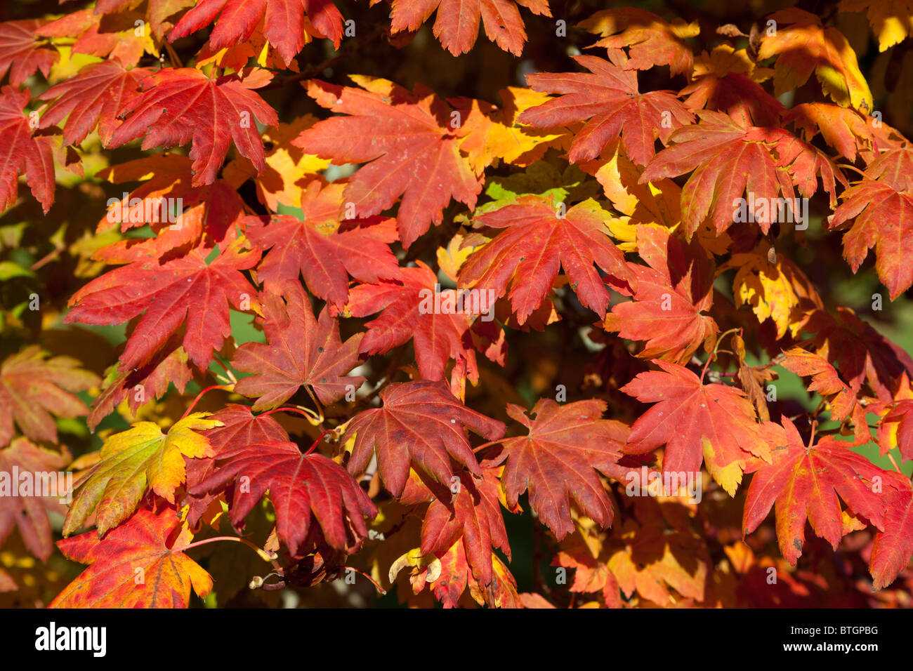 Autumn leaves in the National Japanese Maple Collection - Westonbirt ...