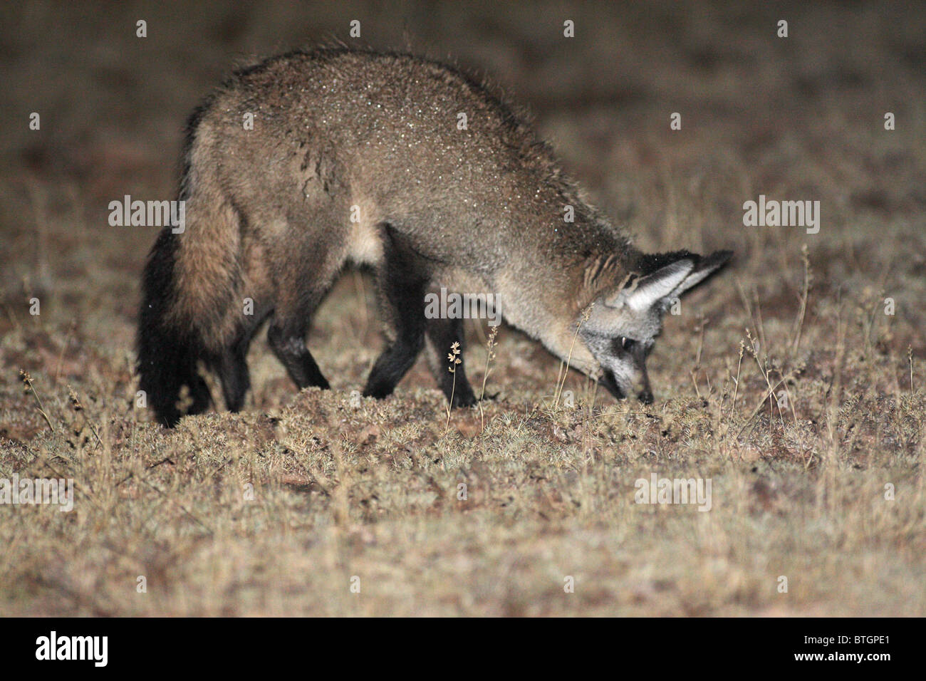 Fox profile shot hi-res stock photography and images - Alamy