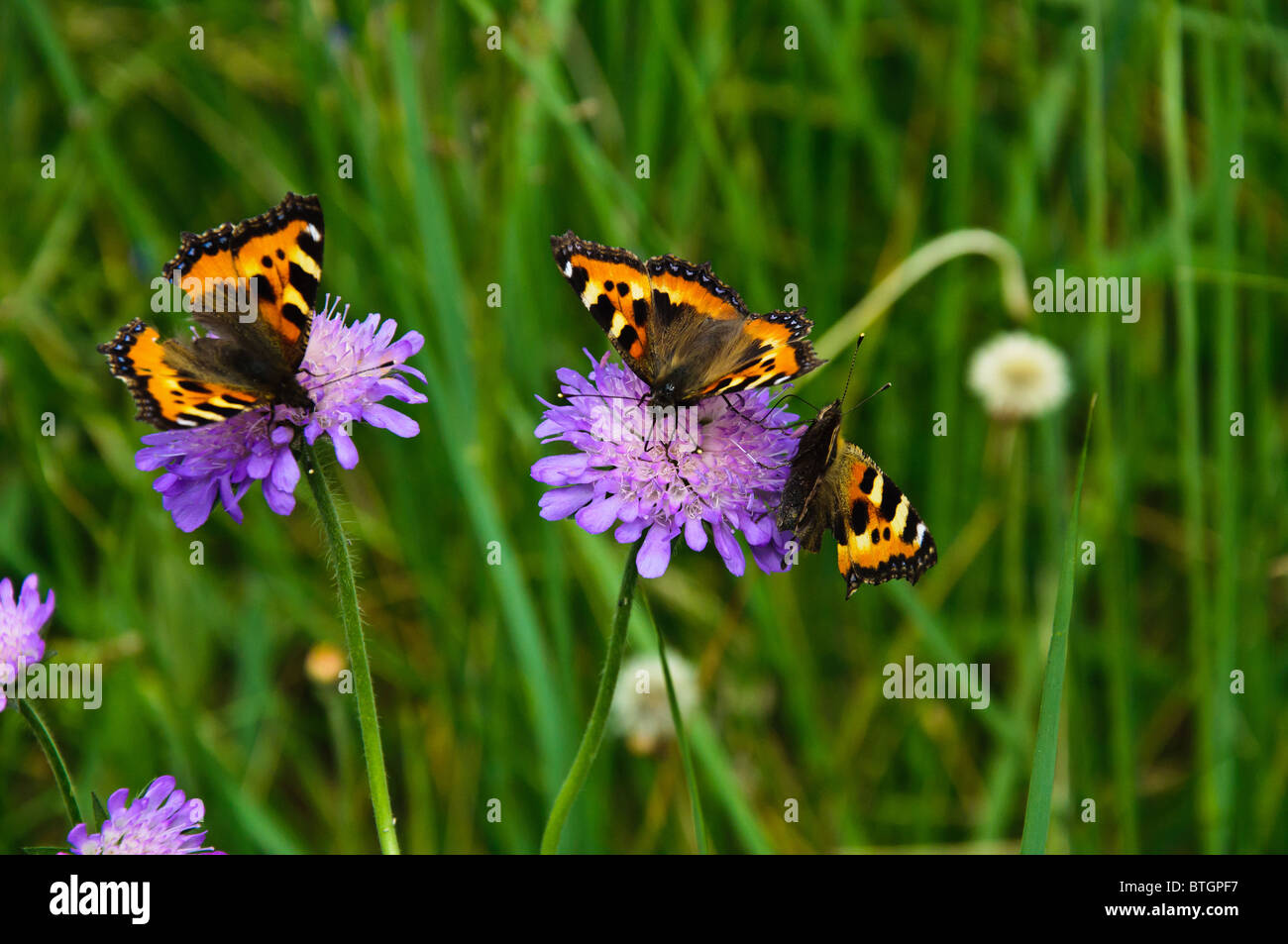 Three butterflies hi-res stock photography and images - Alamy