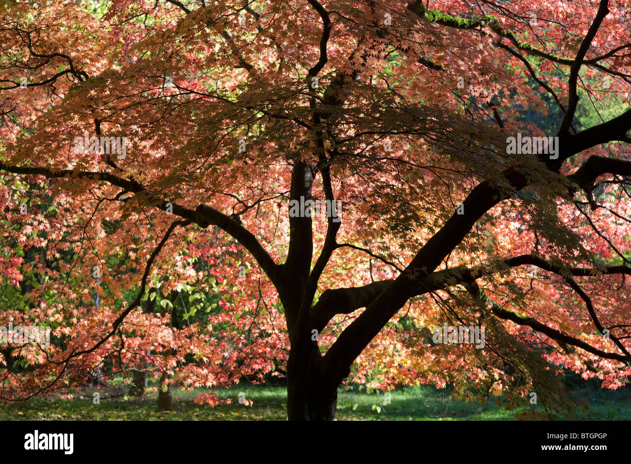 Back-lit Maple tree in Autumn, Westonbirt Arboretum, the Cotswolds 2 ...