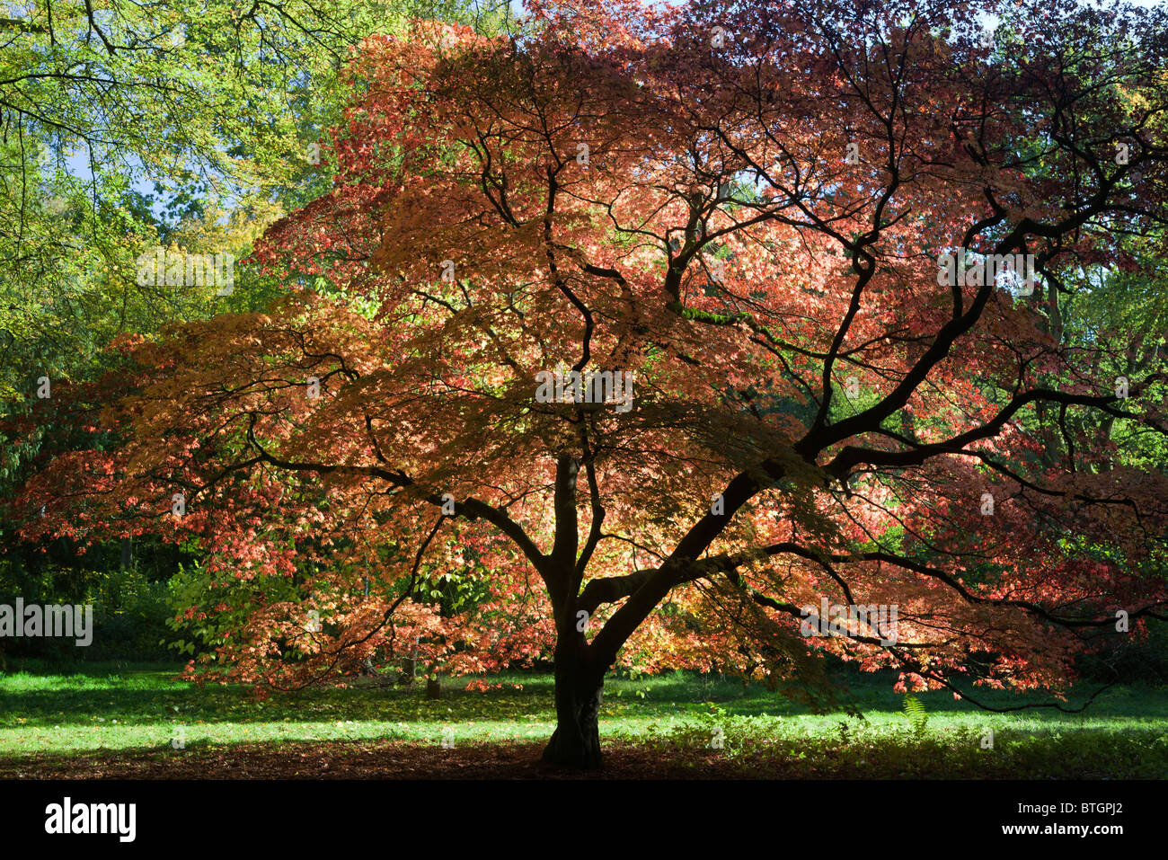 Back-lit Maple tree in Autumn, Westonbirt Arboretum, the Cotswolds 4 ...