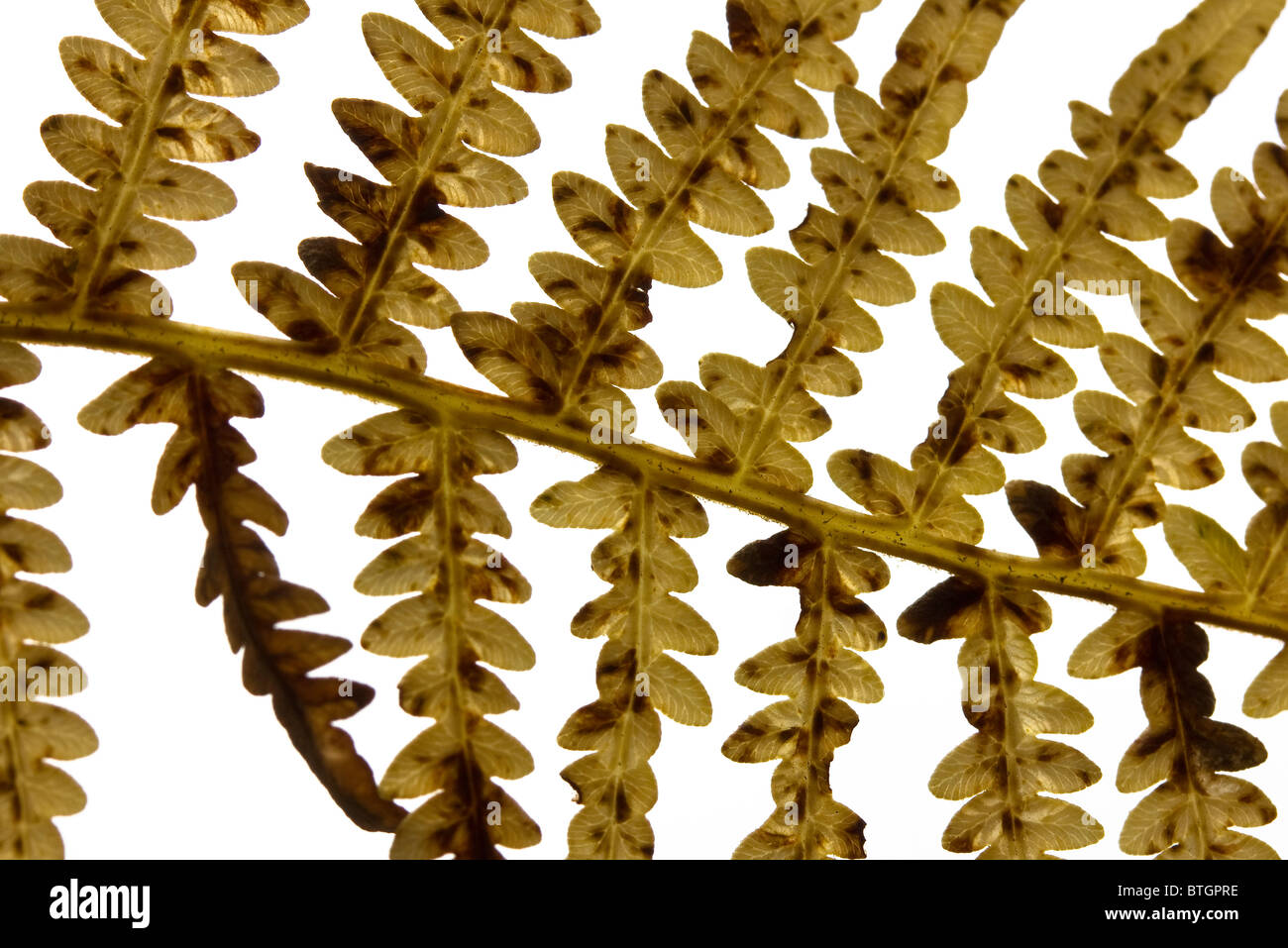 Fern frond lit from behind Stock Photo - Alamy