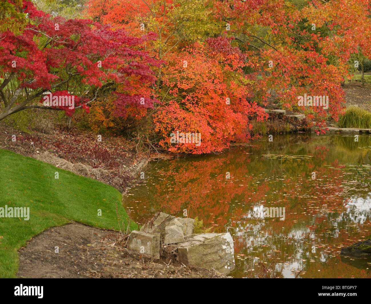 Reflections of Autumn colour in the water garden under a Maple tree ...