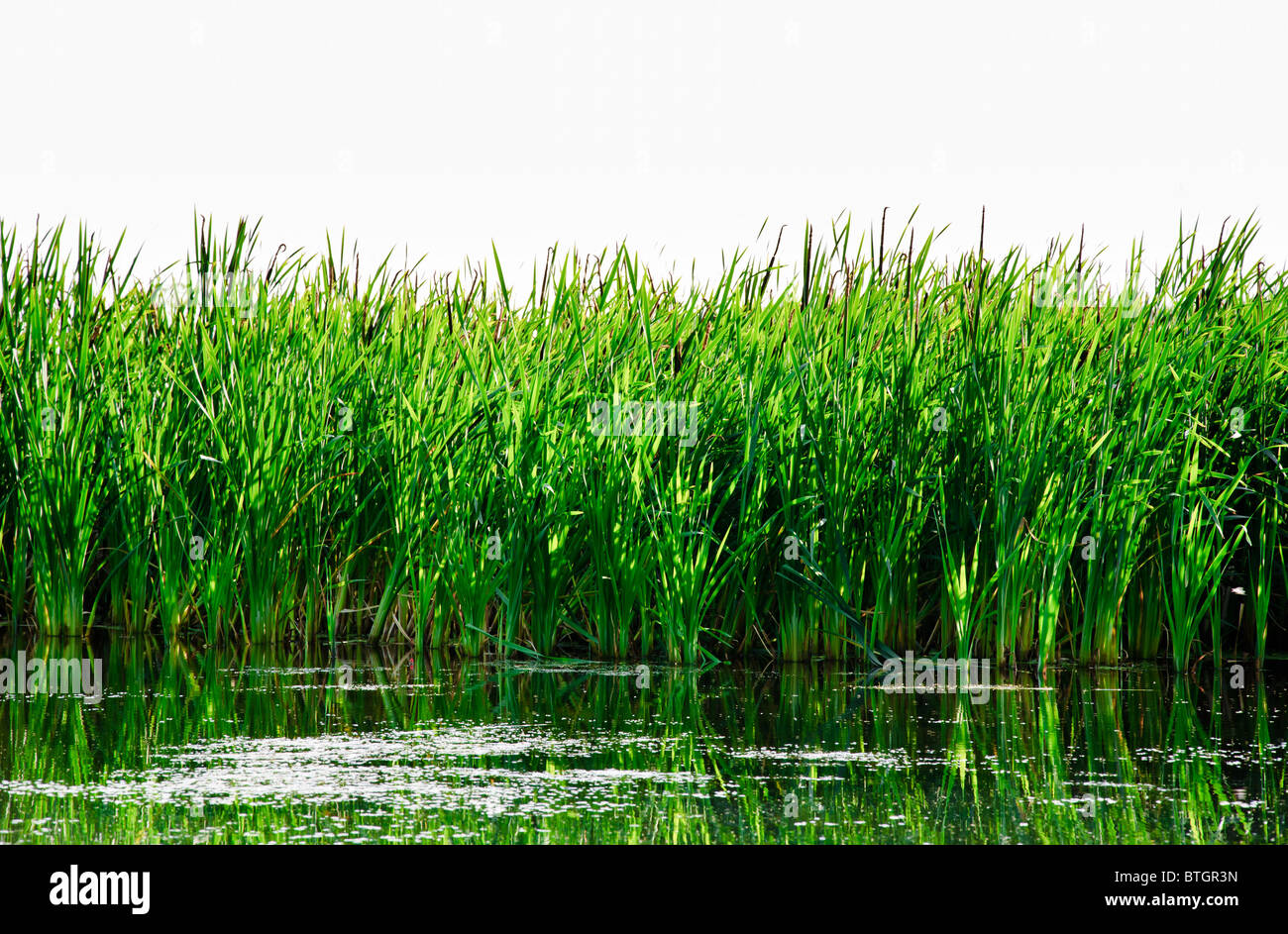 Swampland river hi-res stock photography and images - Alamy
