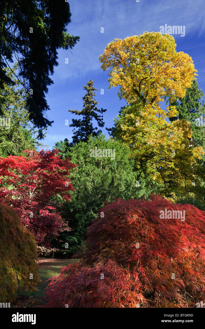 Incandescent Autumn colours in the Maple Glade - Old Westonbirt ...