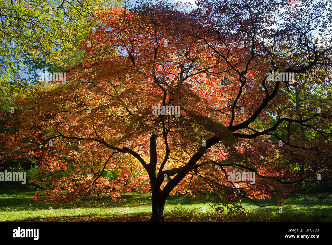 Back-lit Maple tree in Autumn, Westonbirt Arboretum, the Cotswolds 1 ...
