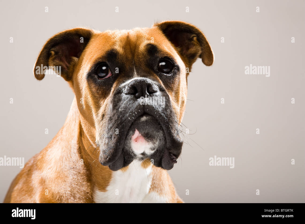 Boxer Dog in the Studio Stock Photo - Alamy