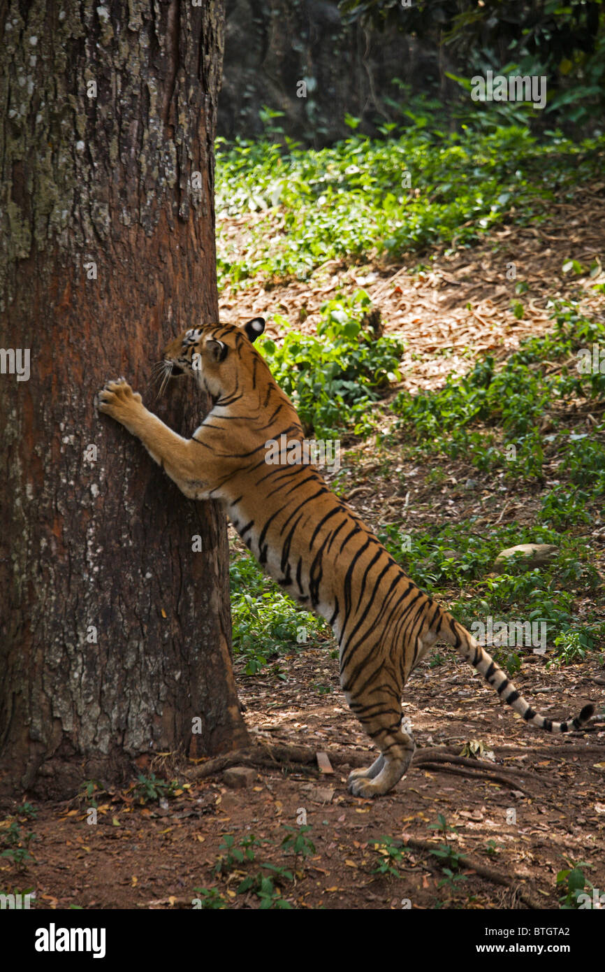 Bengal tiger clawing a big tree trunk in Kerala, India Stock Photo - Alamy