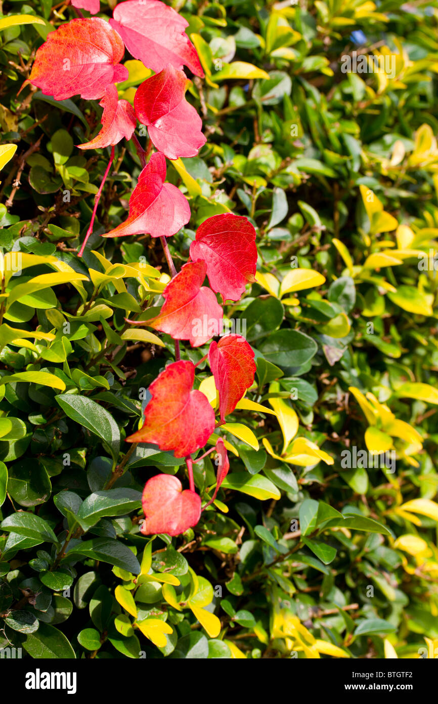 Box hedge leaves hi-res stock photography and images - Alamy