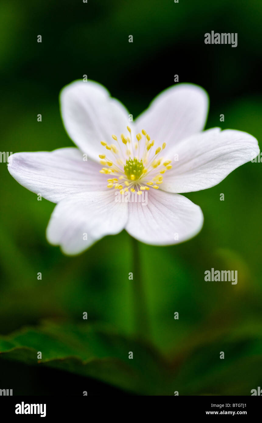 Strawberry (Fragaria) flower in summer Stock Photo - Alamy