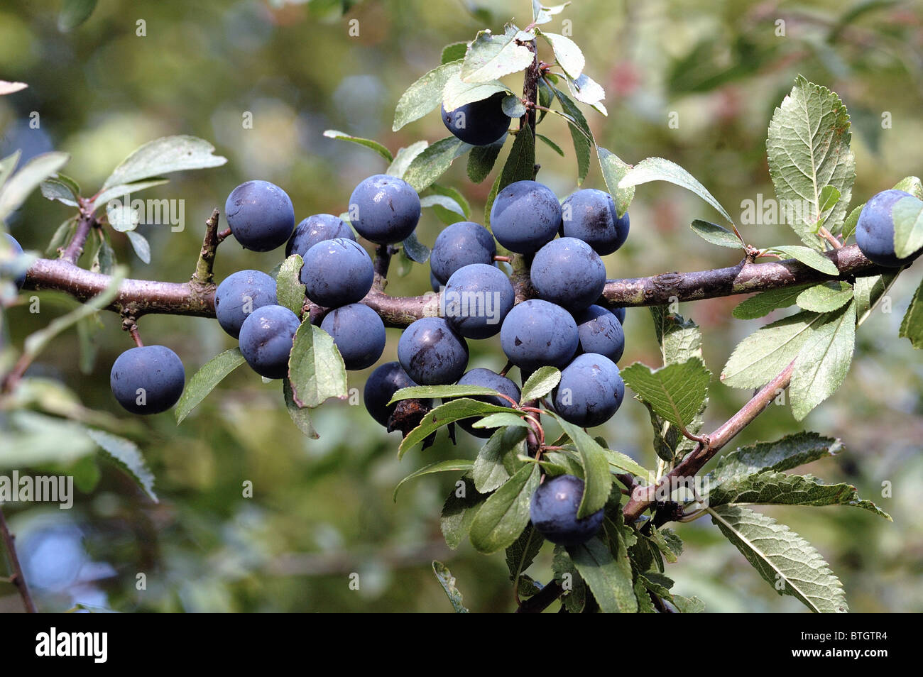 Blackthorn or Sloe berries - Prunus spinosa Stock Photo - Alamy