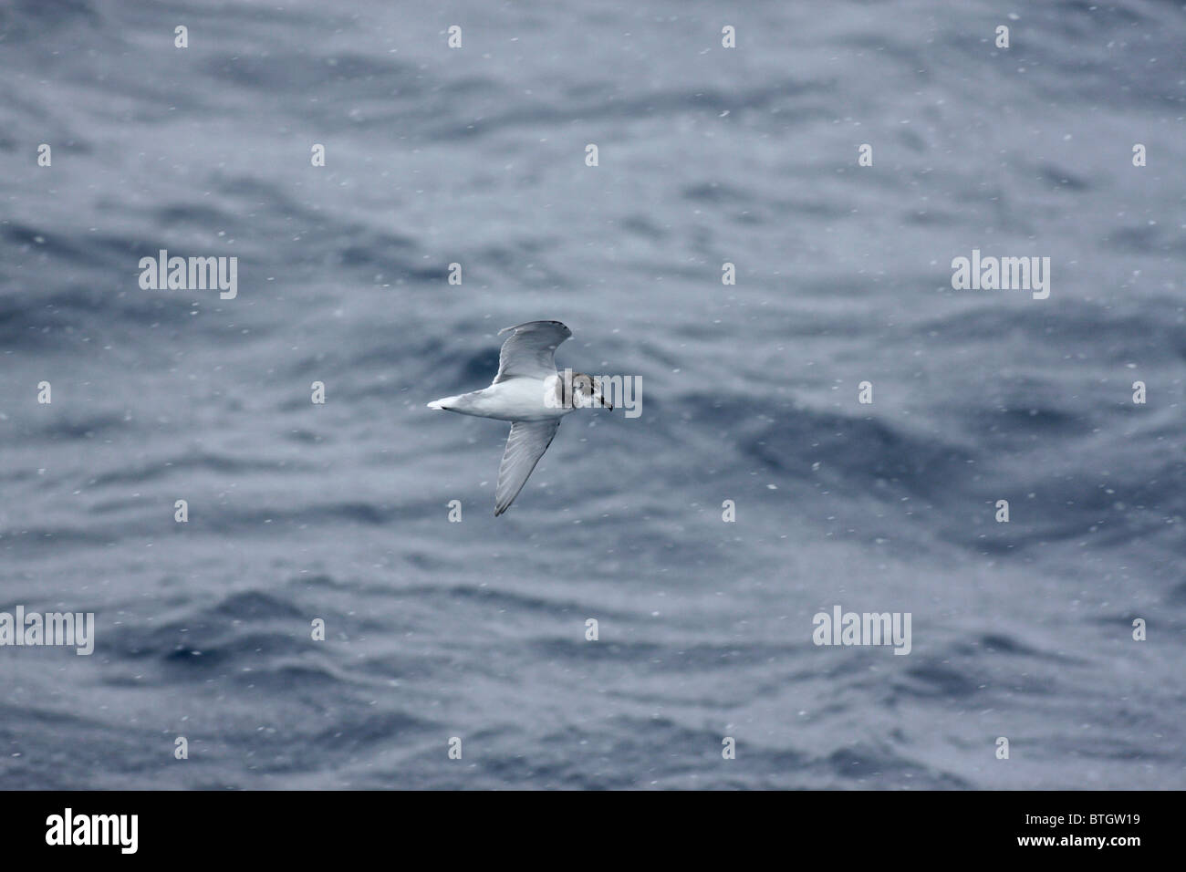 seabird gliding over stormy ocean with snow flakes falling Stock Photo ...