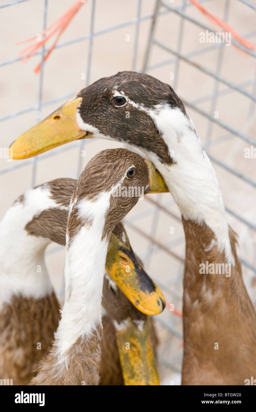 English Fawn and White Indian Runner Ducks (Anas platyrhynchos ...