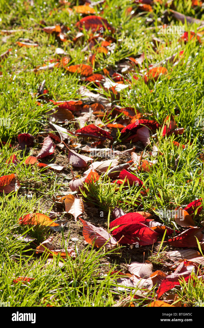 Autumn leaves lay on the ground Stock Photo - Alamy