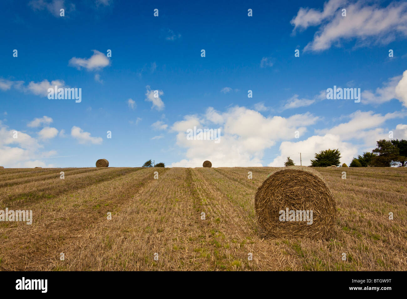 North devon cattle hi-res stock photography and images - Alamy