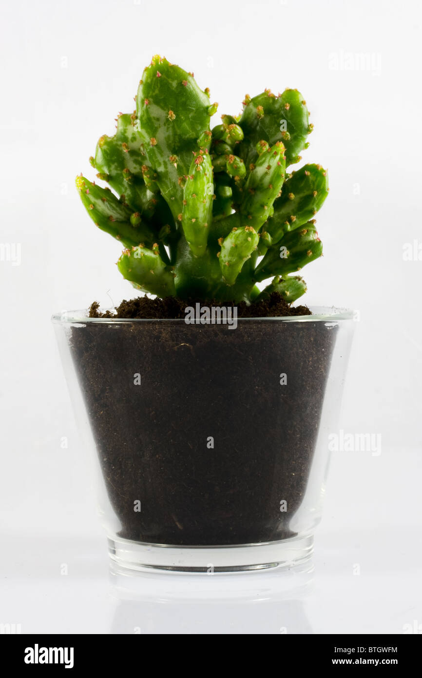 Cactus in a pot Stock Photo - Alamy