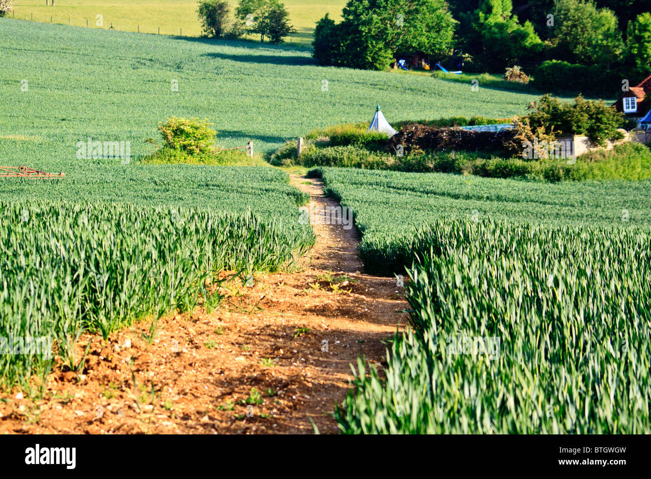 Wheat flag leaf hi-res stock photography and images - Alamy