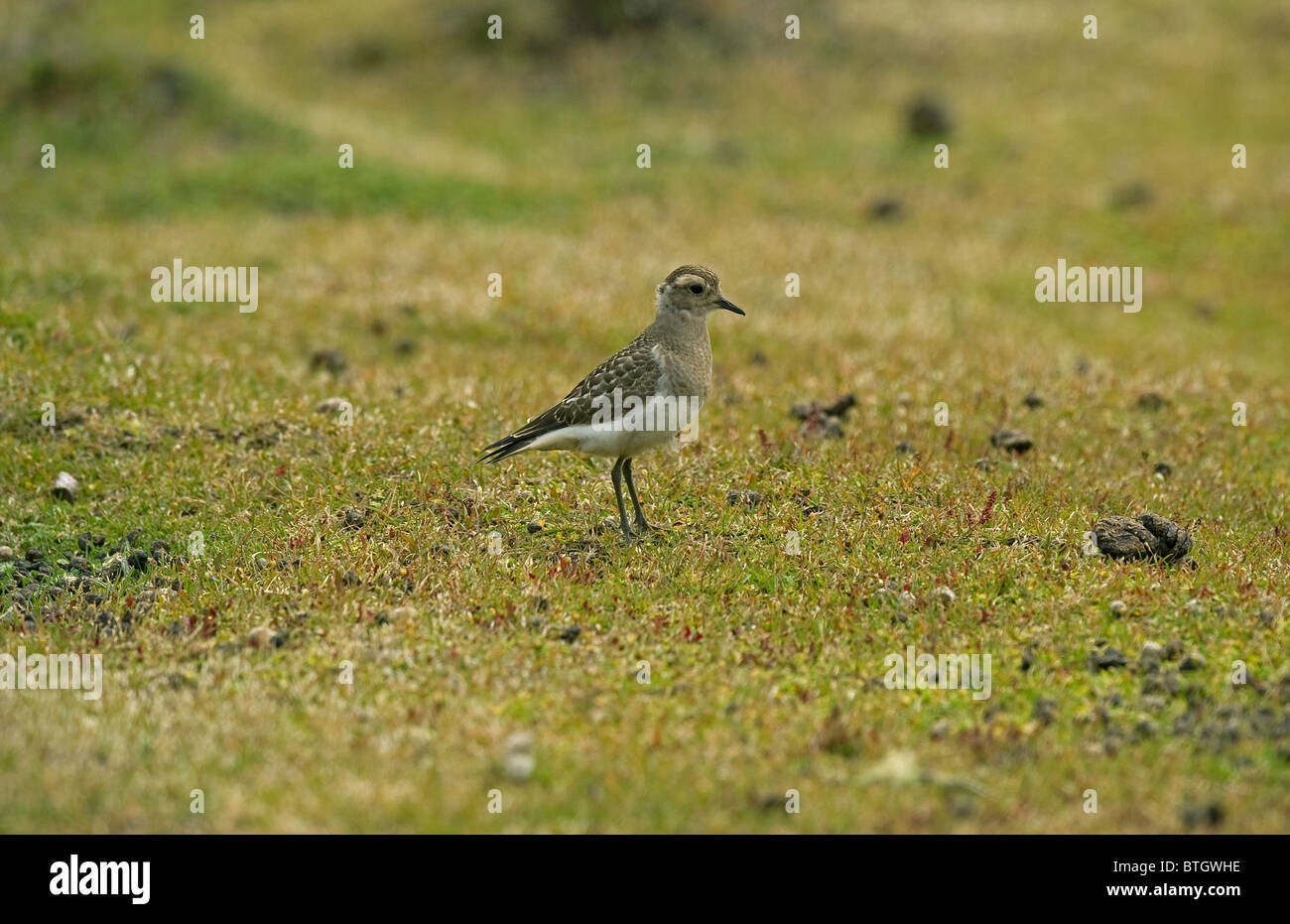 Juvenile dotterel hi-res stock photography and images - Alamy