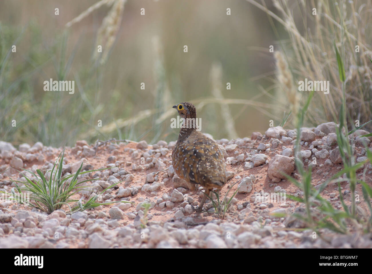 Spotted bird hi-res stock photography and images - Alamy