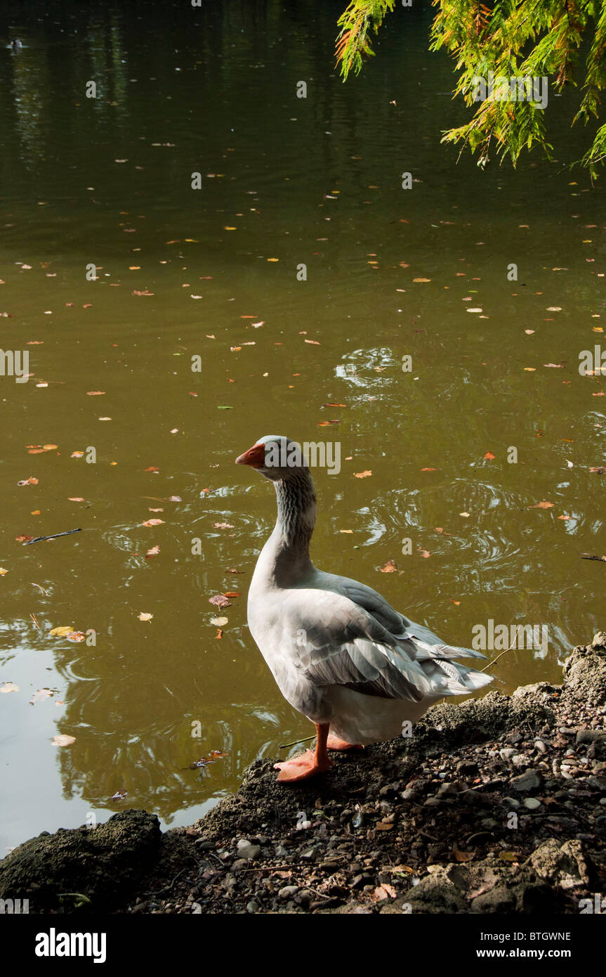 Anxious bird hi-res stock photography and images - Alamy