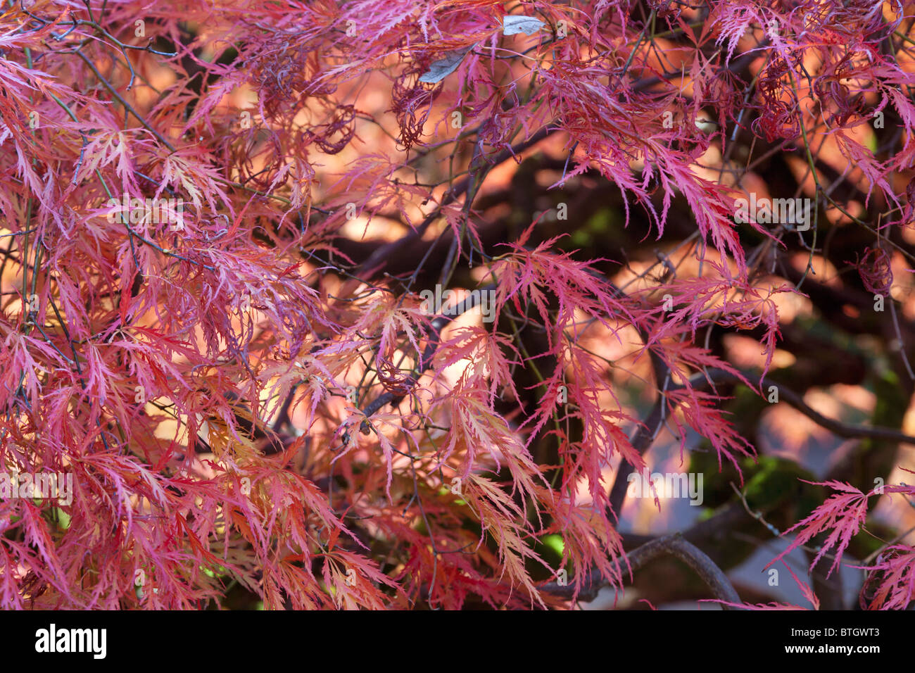 Maple Grove in Westonbirt Arboretum 1 Stock Photo - Alamy