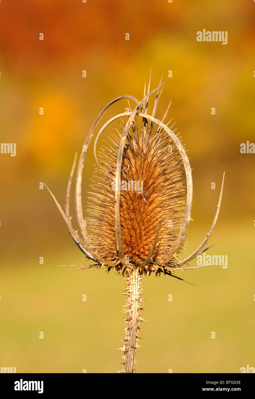 Beautiful thistle opposite fall colored background Stock Photo - Alamy