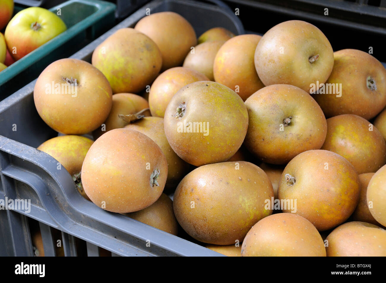 Egremont Russet apples in container Stock Photo - Alamy