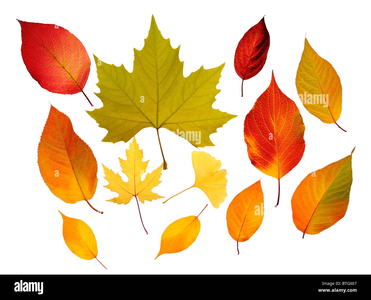 A bunch of fall leaves isolated on white background Stock Photo - Alamy