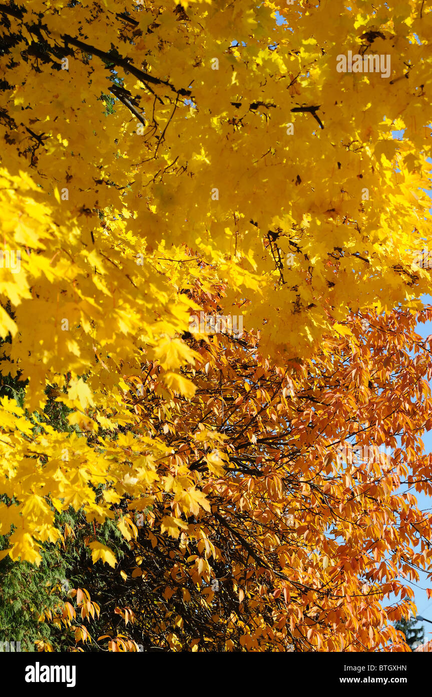 A bunch of fall leaves Stock Photo - Alamy