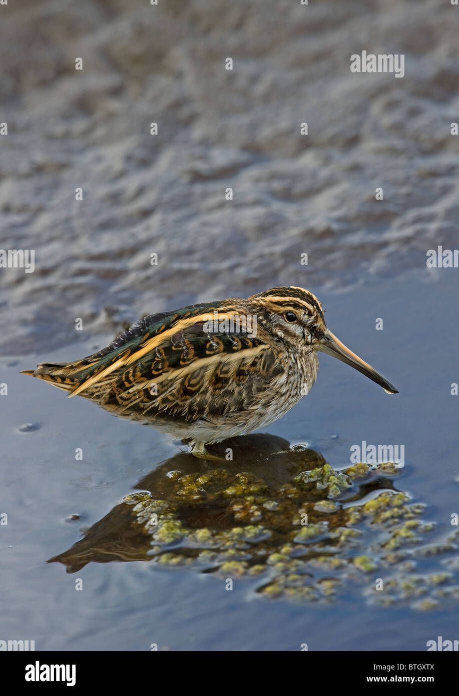 Snipe hi-res stock photography and images - Alamy