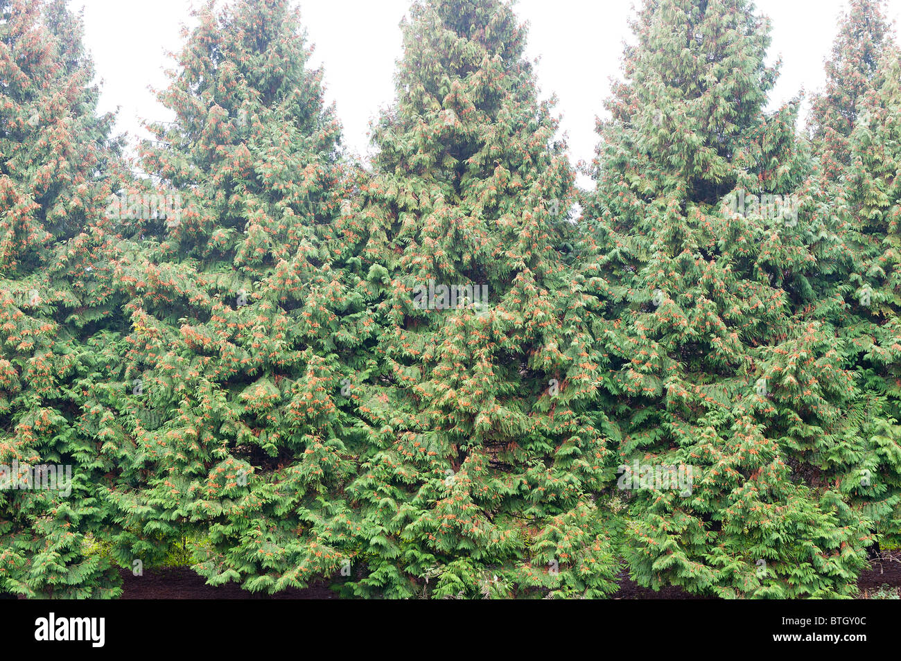 Large evergreen coniferous trees hi-res stock photography and images ...