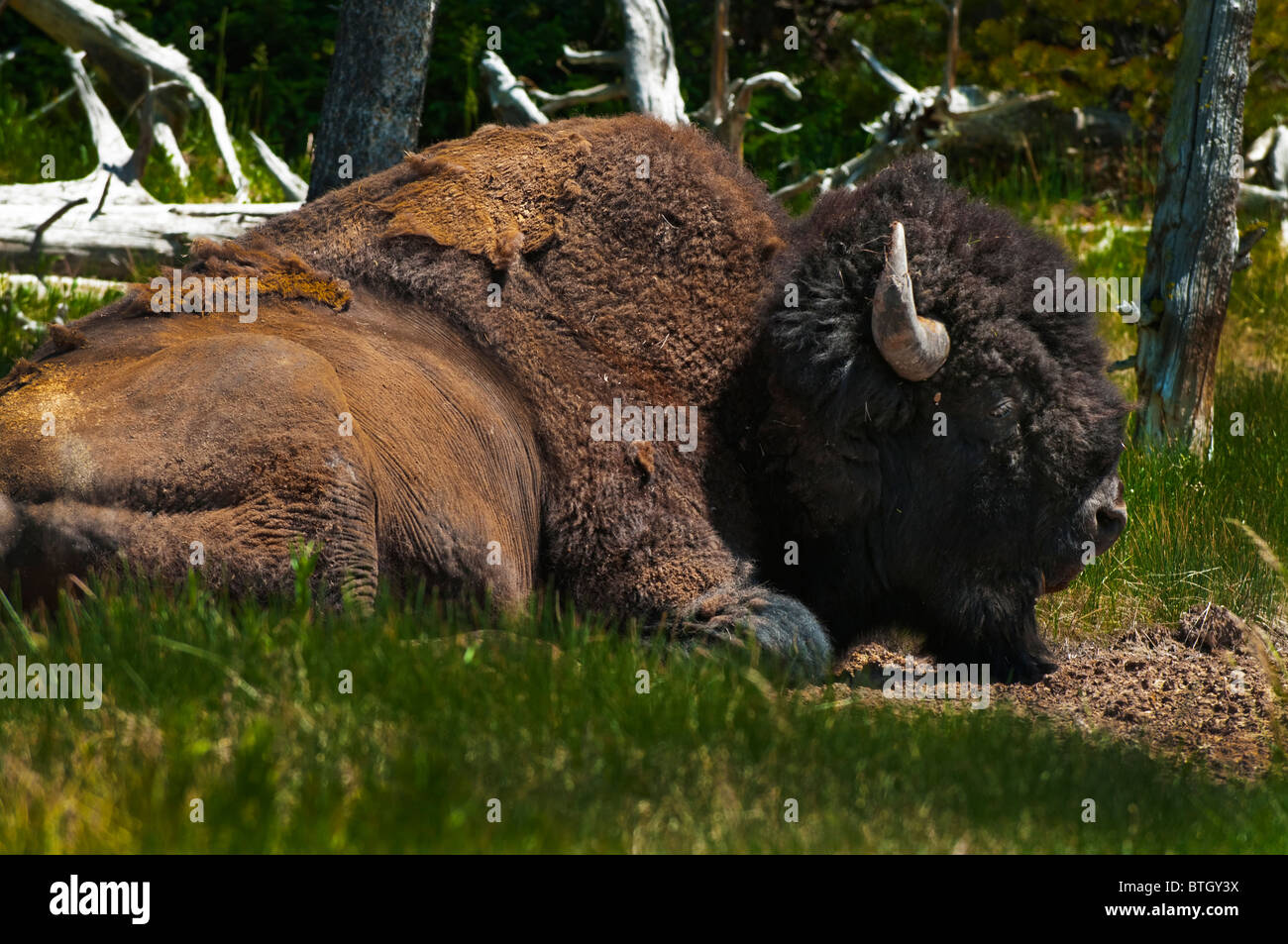 Buffalo in yellowstone hi-res stock photography and images - Alamy