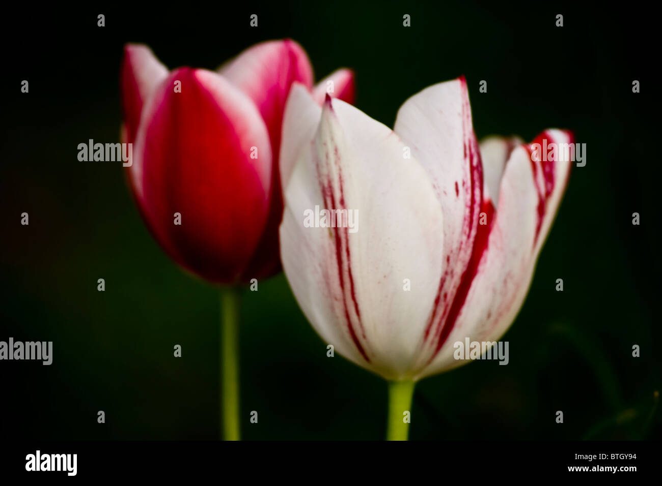 beautiful tulips in a garden in Istanbul, Turkey Stock Photo - Alamy