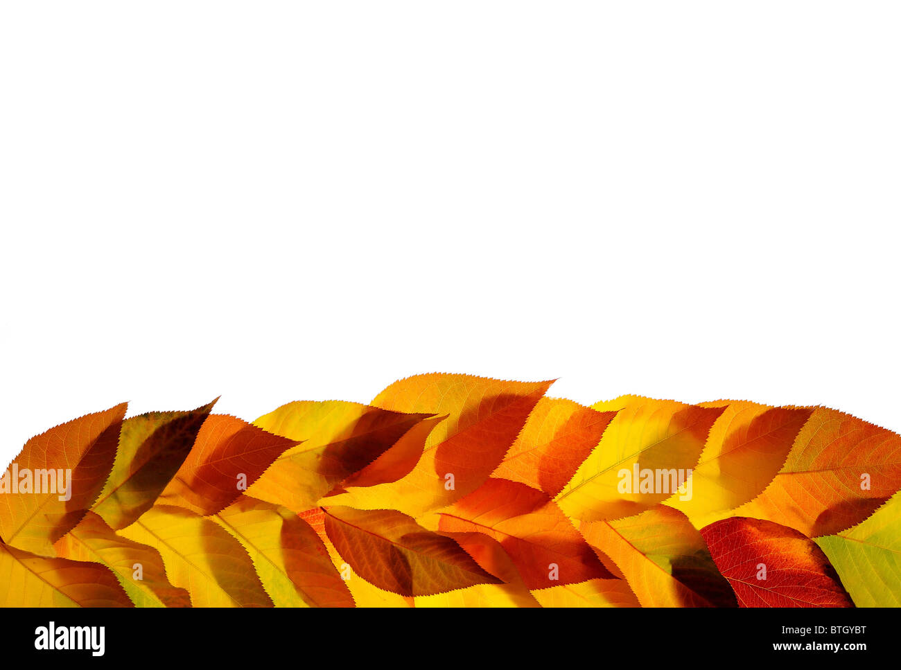 A bunch of fall leaves isolated on white background Stock Photo - Alamy