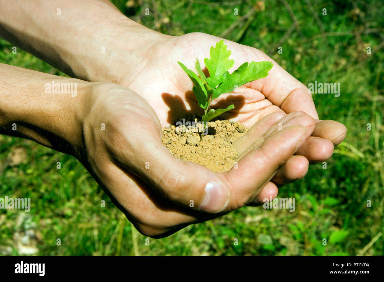 Sprout of an oak tree in man's hands Stock Photo - Alamy